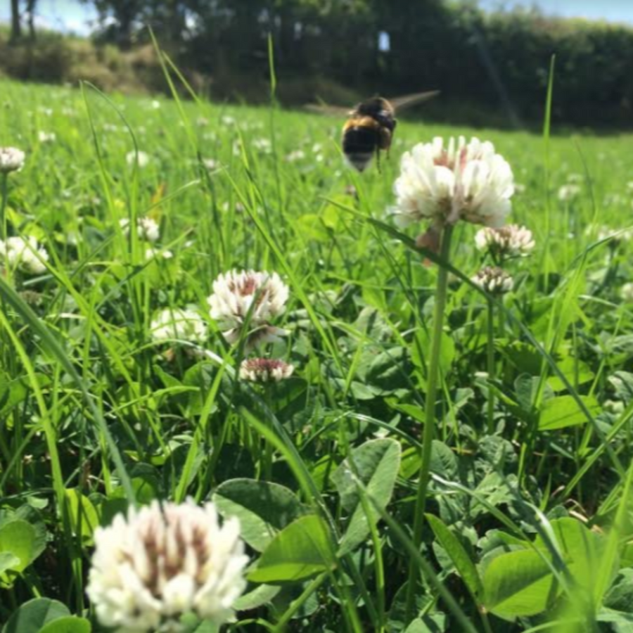 Special Offers, Organic Meat Delivery – Graig Farm
